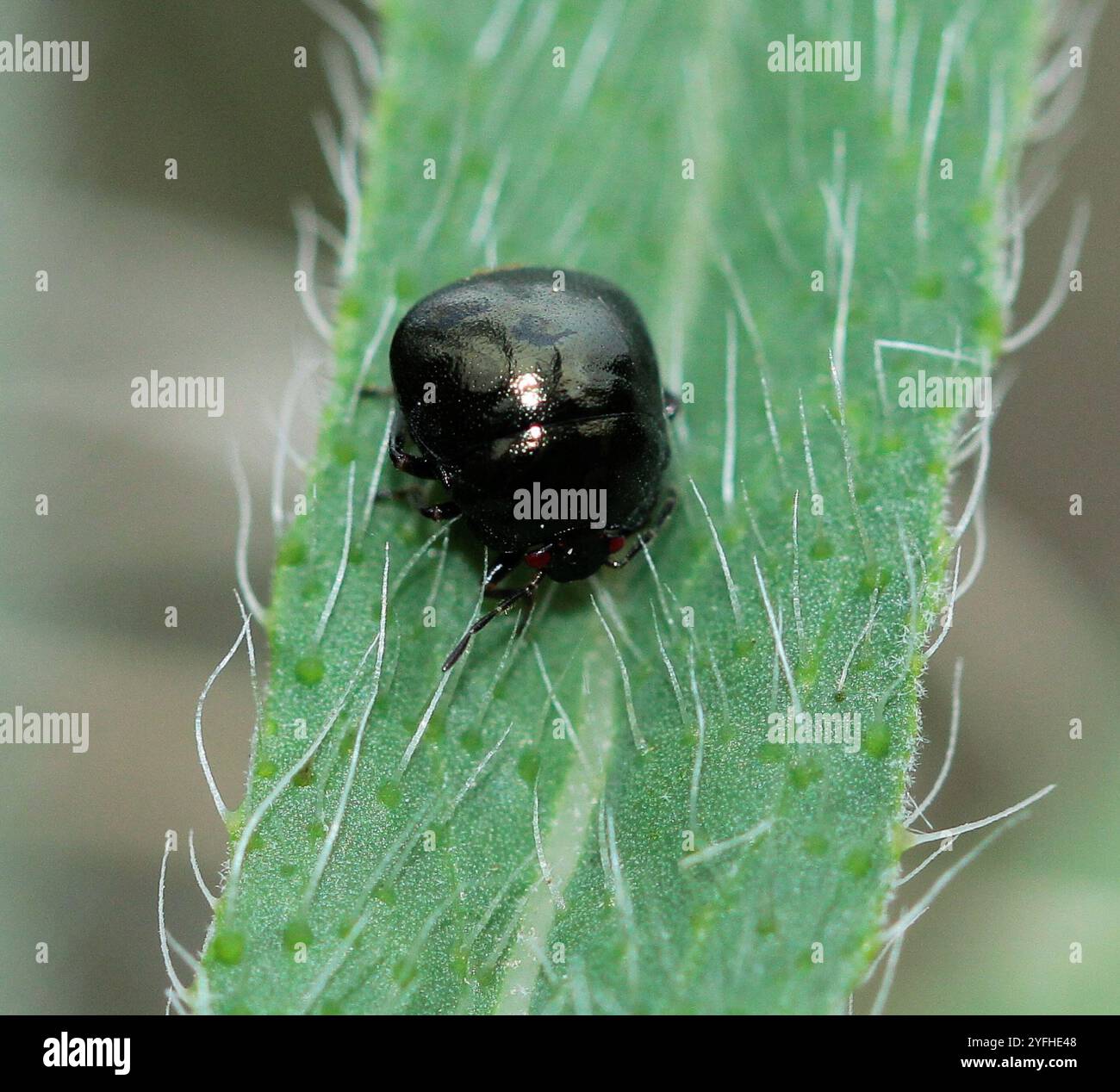 soot sprite (Coptosoma scutellatum Stock Photo - Alamy