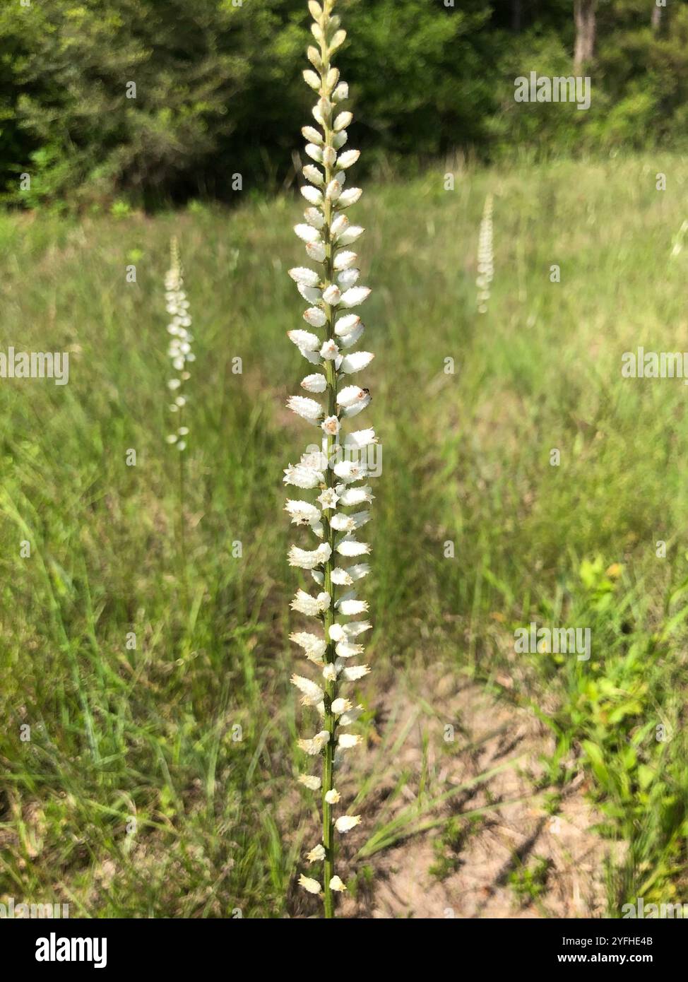White-tubed Colicroot (Aletris farinosa Stock Photo - Alamy