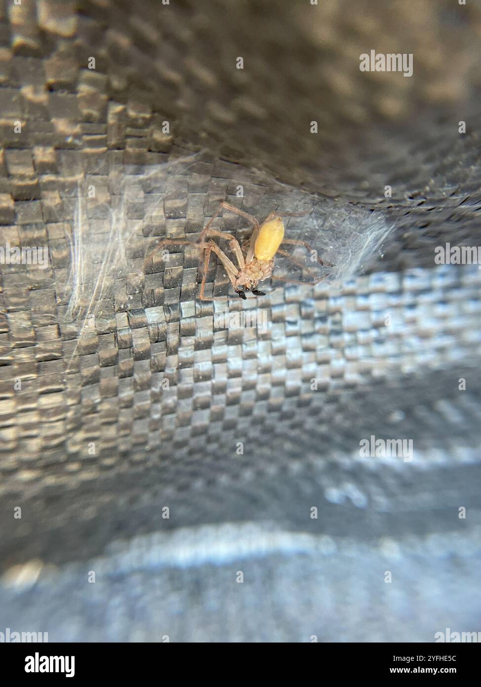 Longlegged Sac Spiders (Cheiracanthium Stock Photo - Alamy