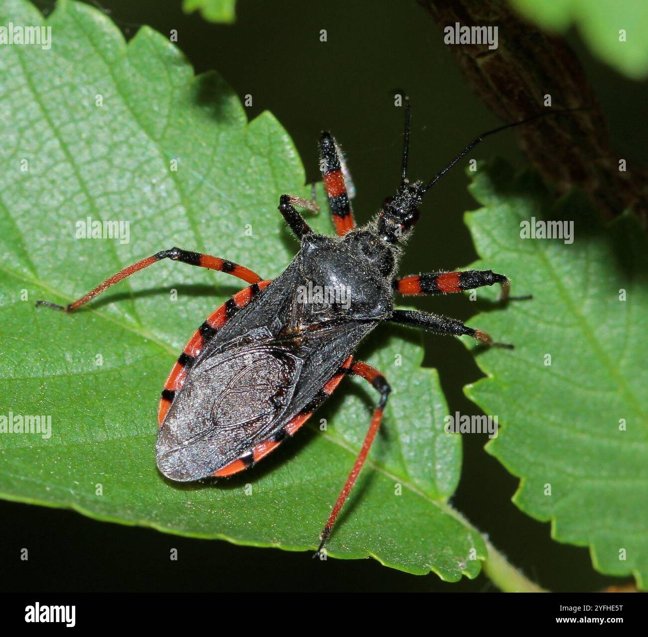 Rhynocoris annulatus hi-res stock photography and images - Alamy