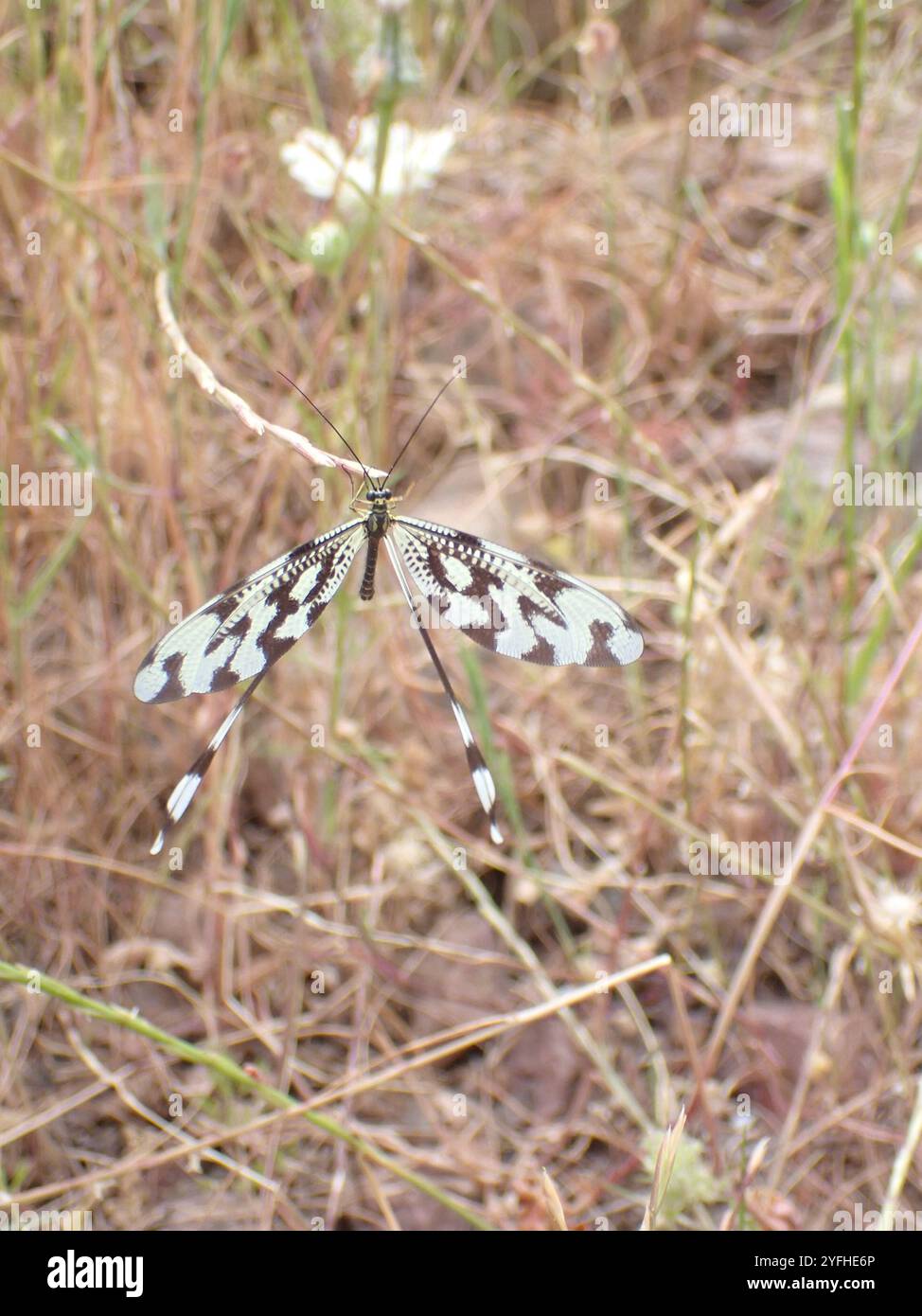 Spoonwing hi-res stock photography and images - Alamy