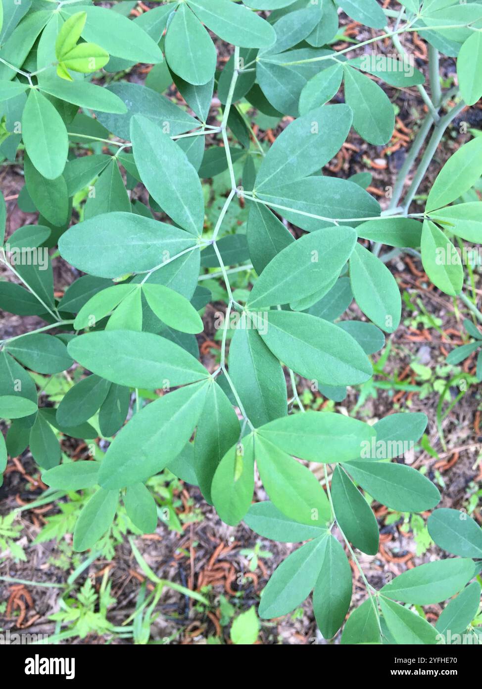 white wild indigo (Baptisia alba Stock Photo - Alamy