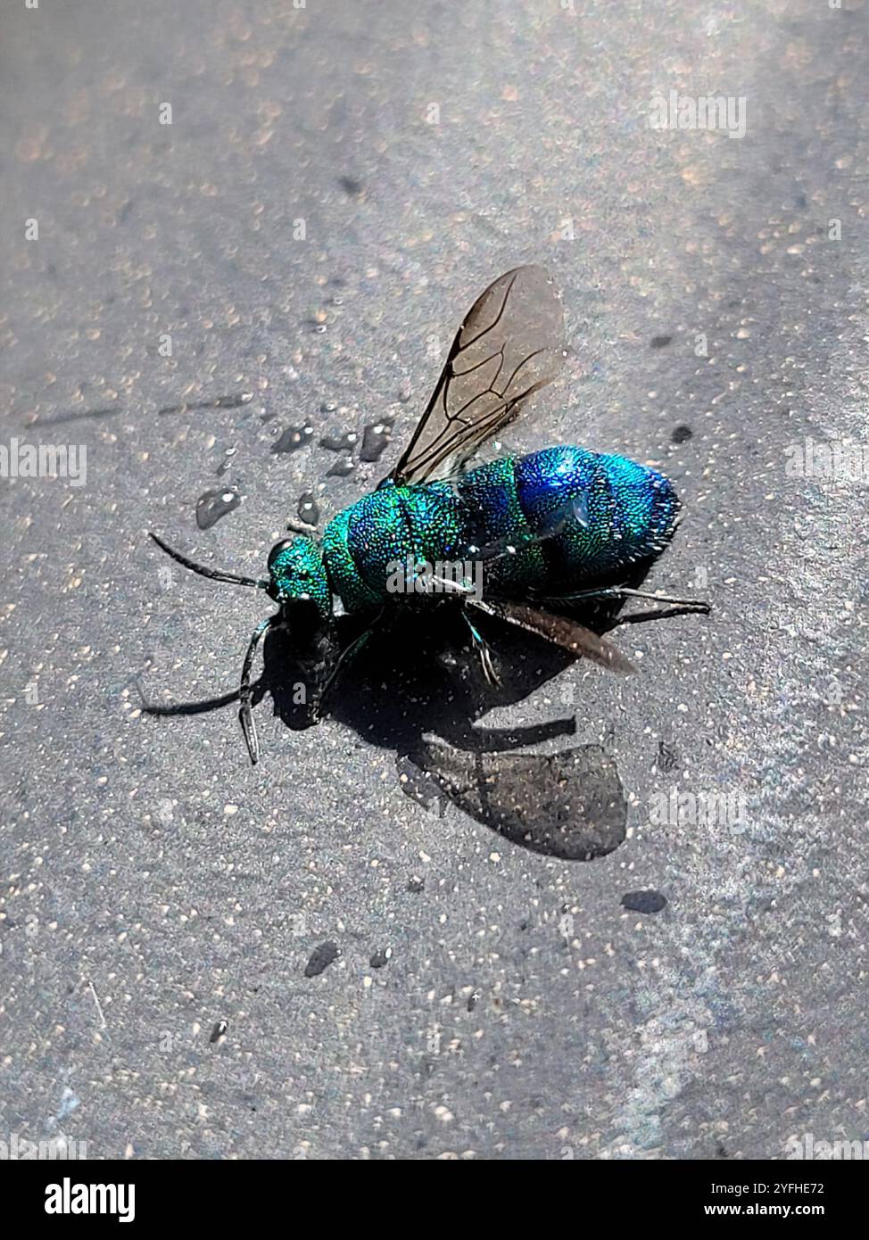 Chrysis conica hi-res stock photography and images - Alamy