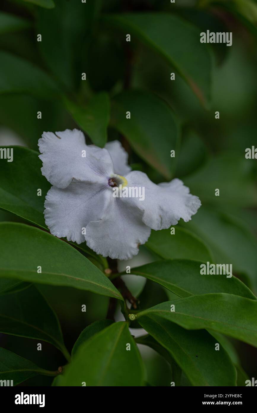Manaca flower hi-res stock photography and images - Alamy