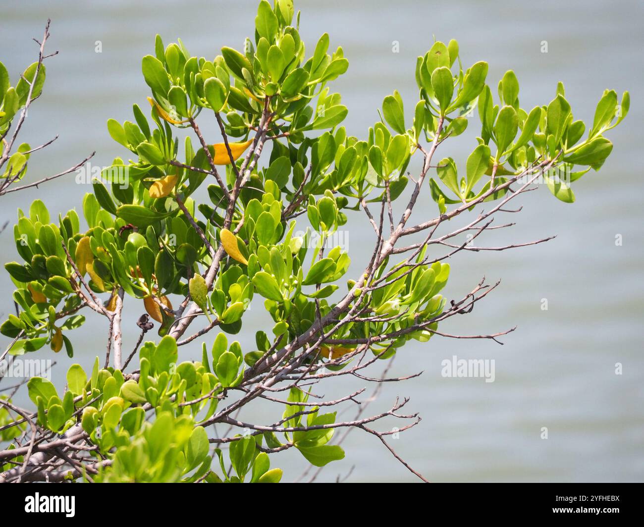 White-flowered black mangrove (Lumnitzera racemosa Stock Photo - Alamy