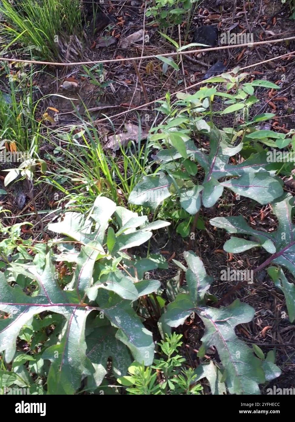 Kidney-leaf Rosinweed (Silphium compositum Stock Photo - Alamy