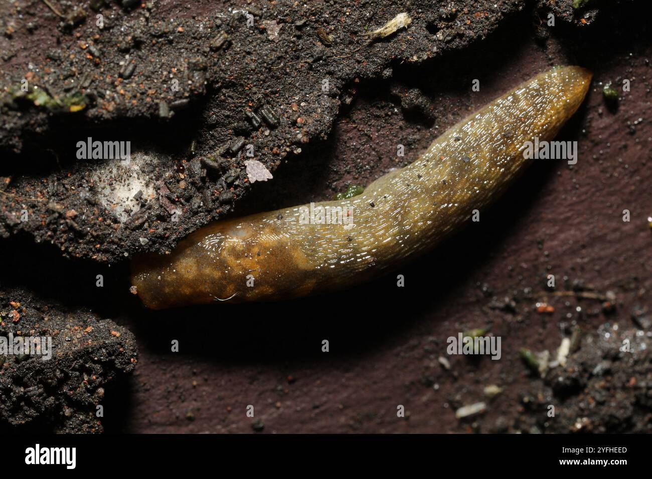 Green Cellar Slug (Limacus maculatus Stock Photo - Alamy