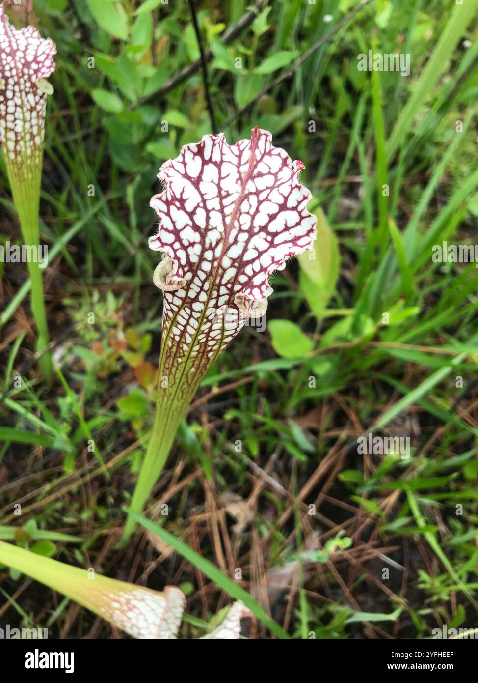white pitcher plant (Sarracenia leucophylla Stock Photo - Alamy
