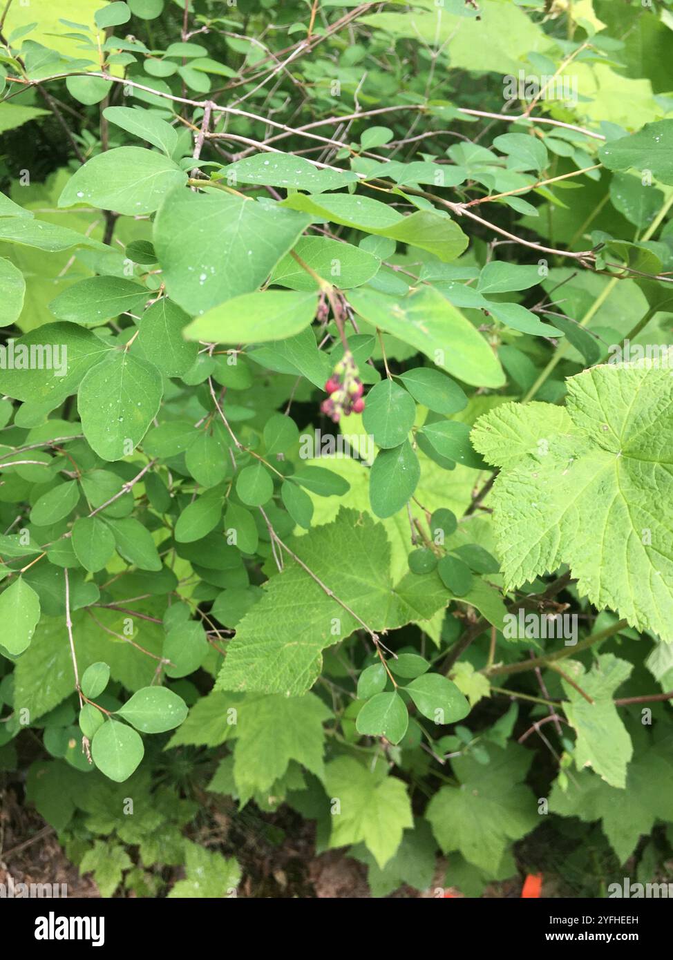 Common Snowberry (Symphoricarpos albus Stock Photo - Alamy