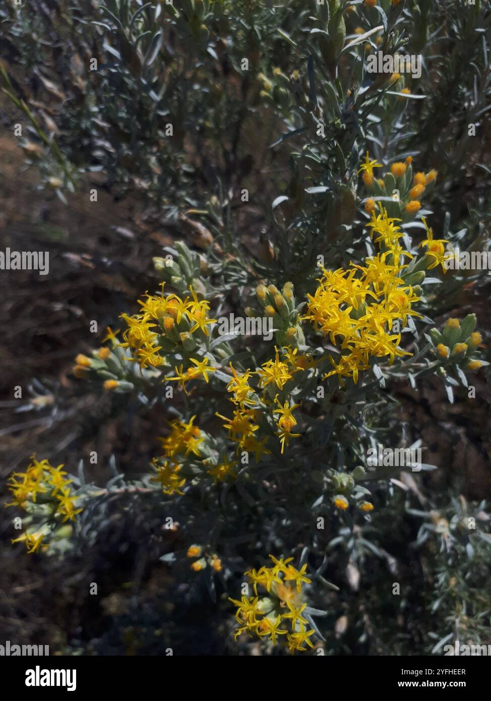 Spineless Horsebrush (Tetradymia canescens Stock Photo - Alamy
