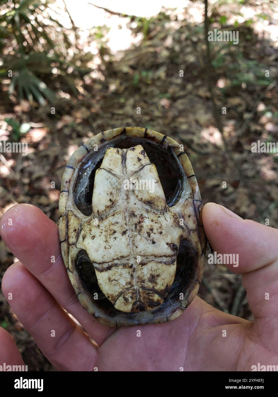 Eastern Musk Turtle (Sternotherus odoratus Stock Photo - Alamy