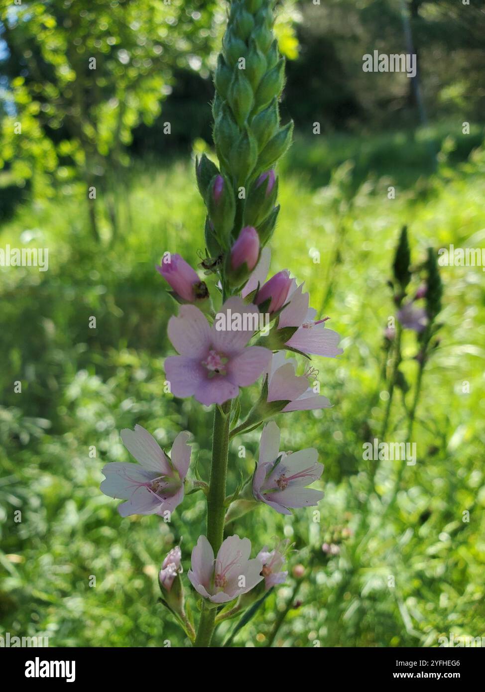 Meadow checker mallow hi-res stock photography and images - Alamy