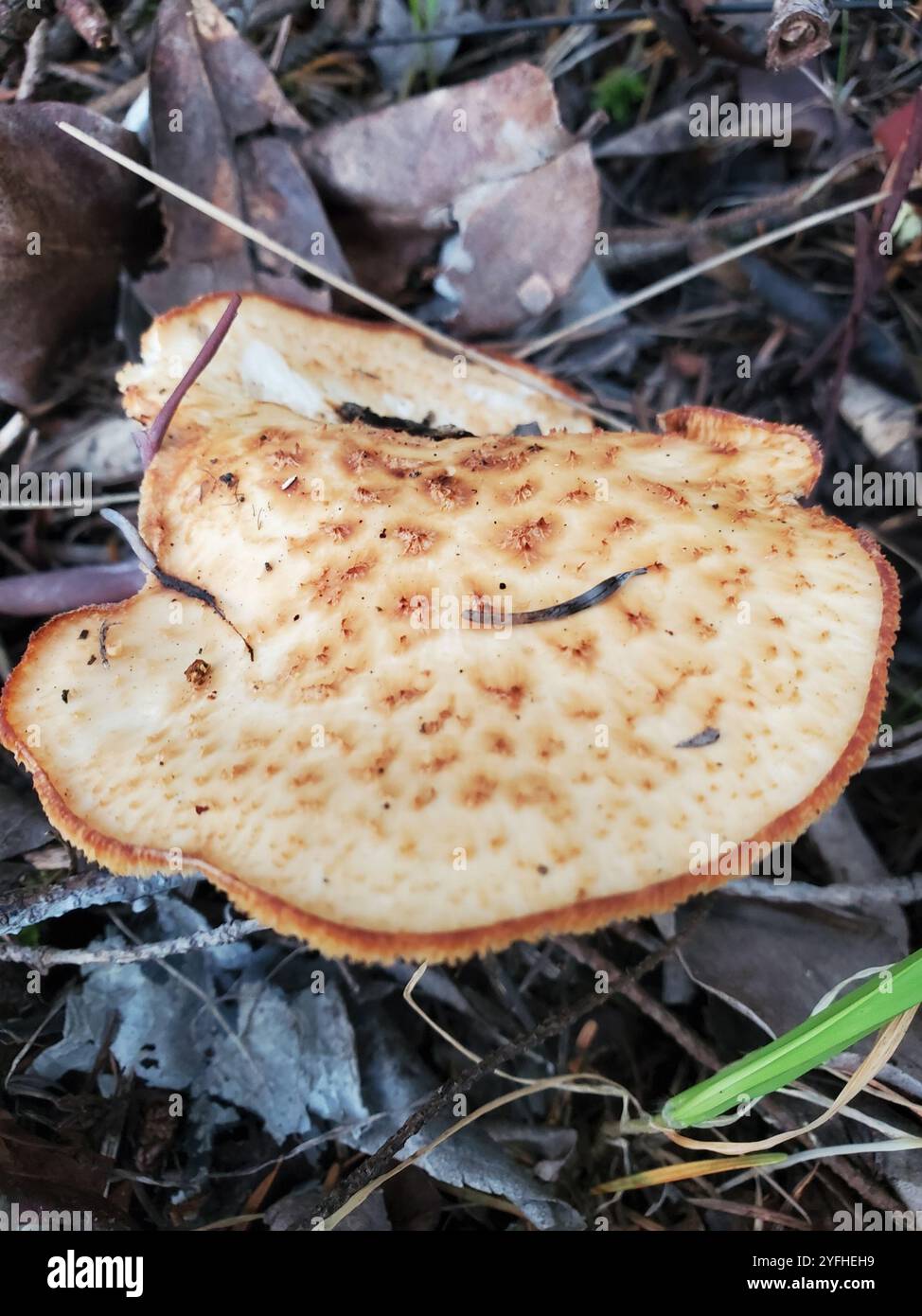 Polyporus tuberaster hi-res stock photography and images - Alamy