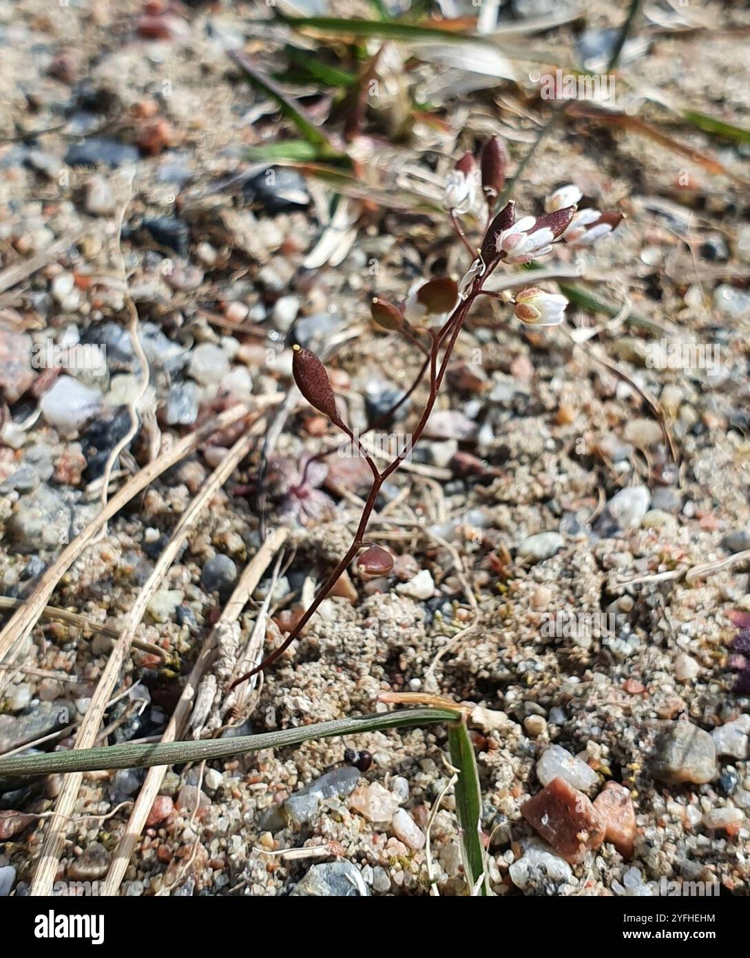 Common Whitlowgrass (Draba verna Stock Photo - Alamy