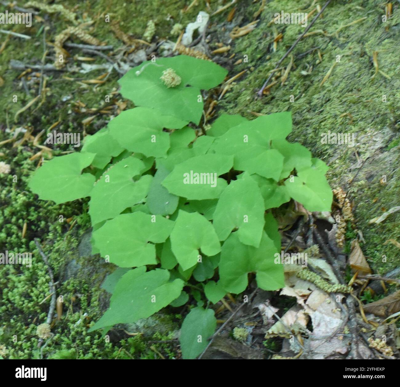 rattlesnake roots (Nabalus Stock Photo - Alamy