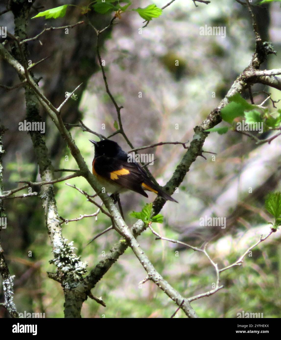 American Redstart (Setophaga ruticilla Stock Photo - Alamy