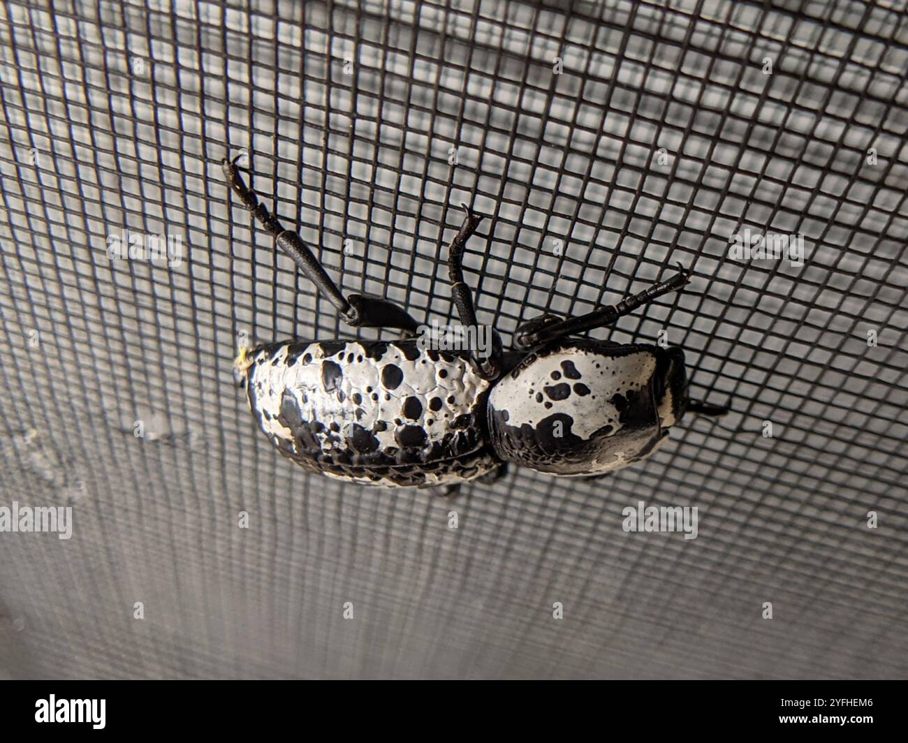 Zopherus nodulosus hi-res stock photography and images - Alamy