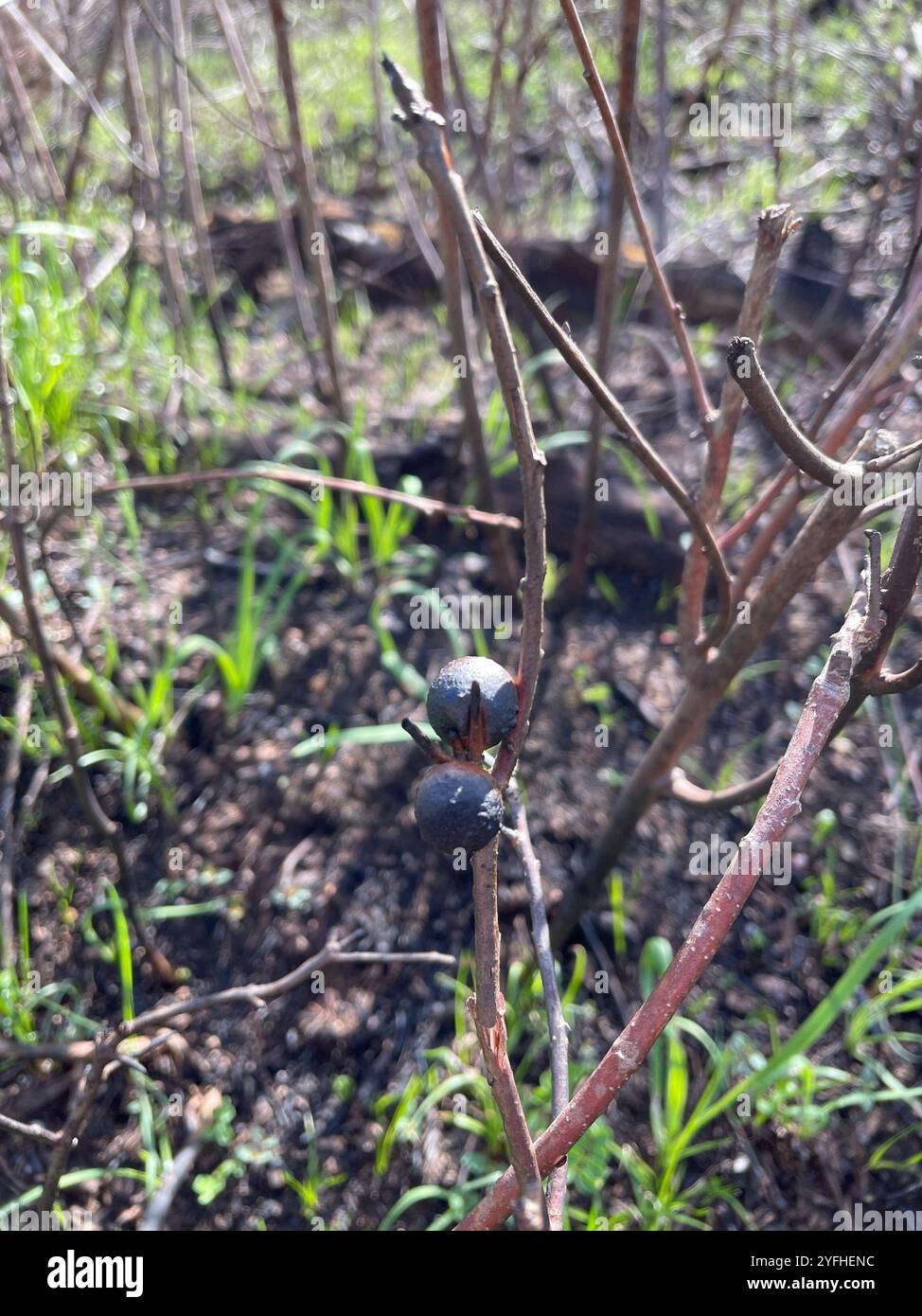 Oak Rough Bulletgall Wasp (Disholcaspis quercusmamma Stock Photo - Alamy