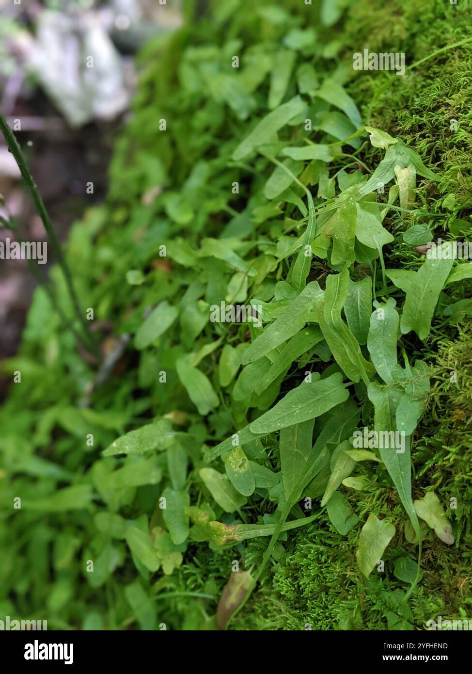 walking fern (Asplenium rhizophyllum Stock Photo - Alamy