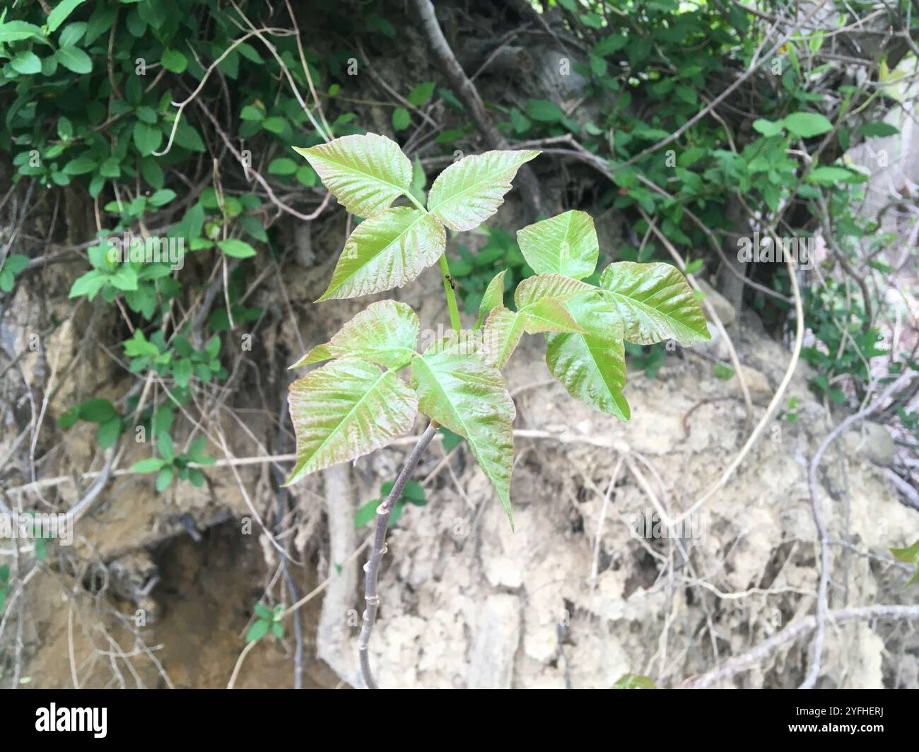 poison ivies and oaks (Toxicodendron Stock Photo - Alamy