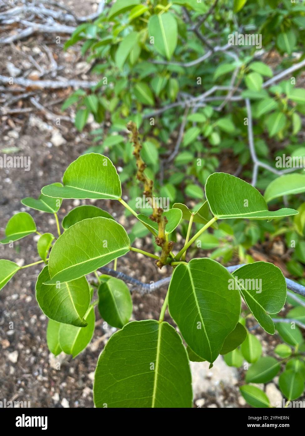Manchineel (Hippomane mancinella Stock Photo - Alamy