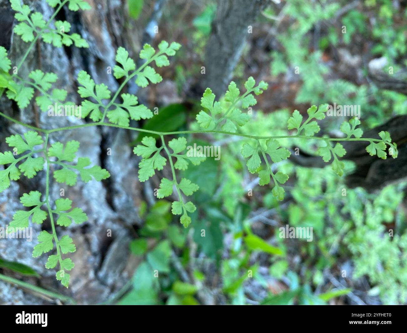 Japanese climbing fern (Lygodium japonicum Stock Photo - Alamy