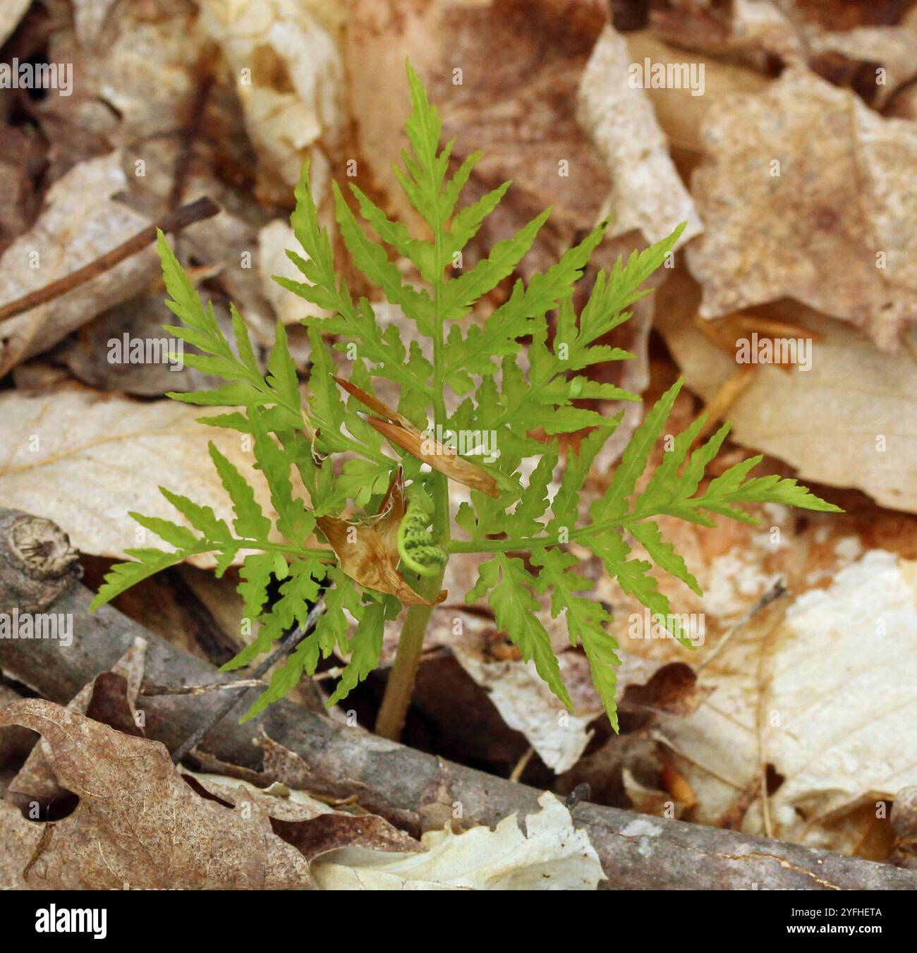 rattlesnake fern (Botrypus virginianus Stock Photo - Alamy