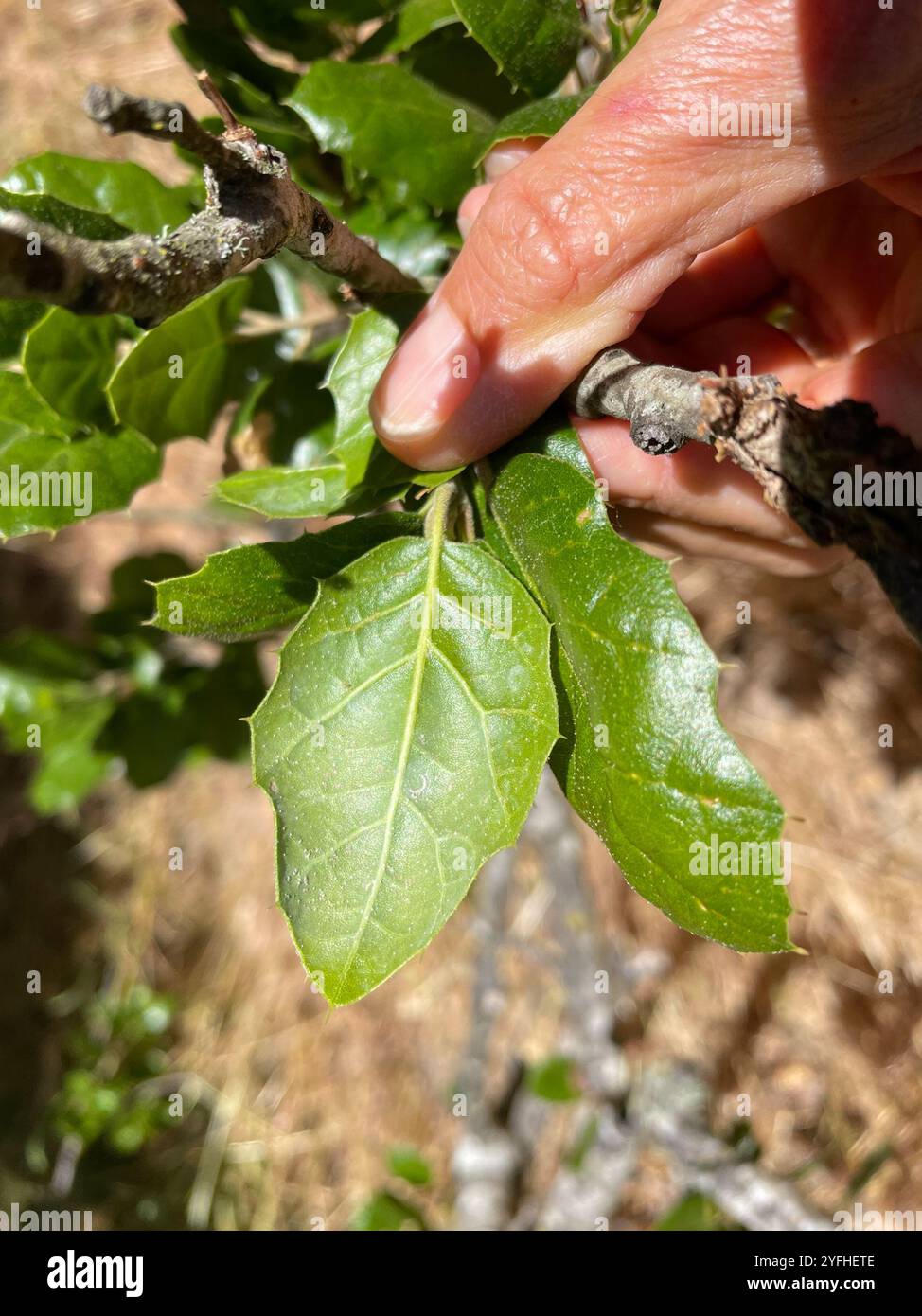 coast live oak (Quercus agrifolia Stock Photo - Alamy
