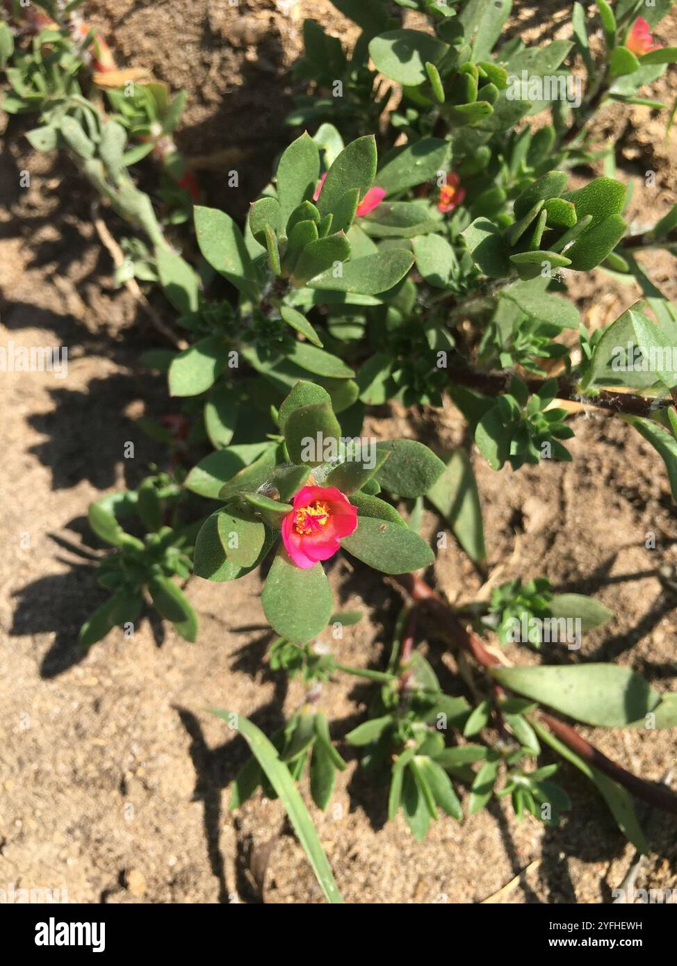 Paraguayan Purslane (Portulaca amilis Stock Photo - Alamy