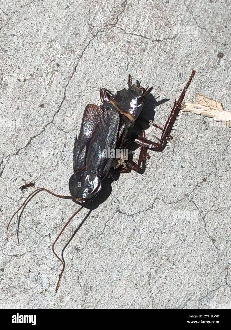 Oriental Cockroach (Blatta orientalis Stock Photo - Alamy