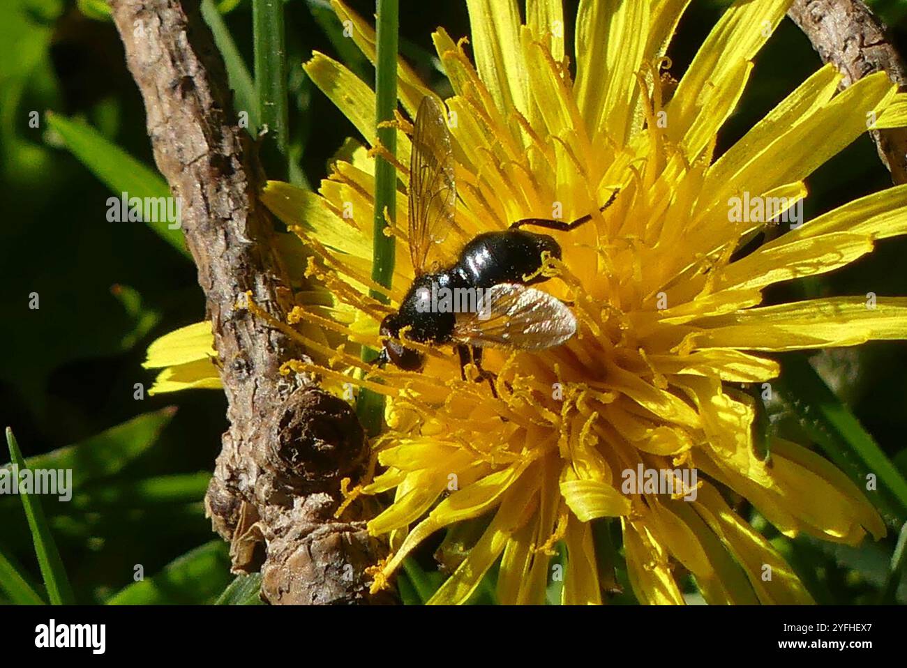 Wood Flies (Blera Stock Photo - Alamy