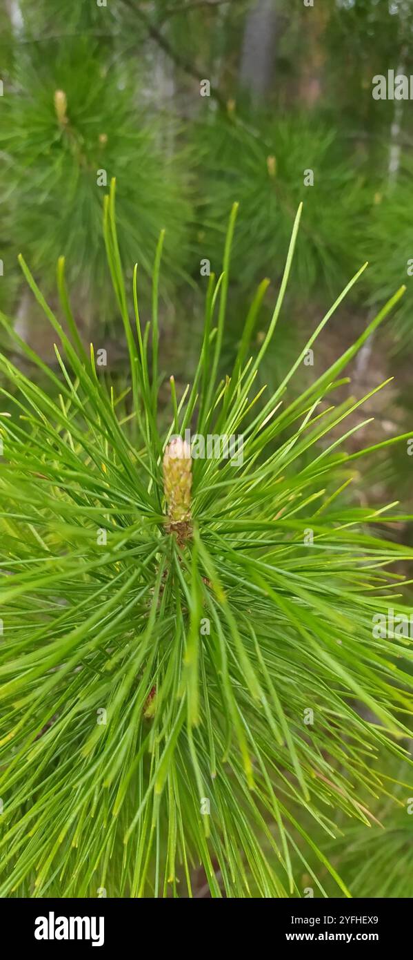 Siberian pine (Pinus sibirica Stock Photo - Alamy