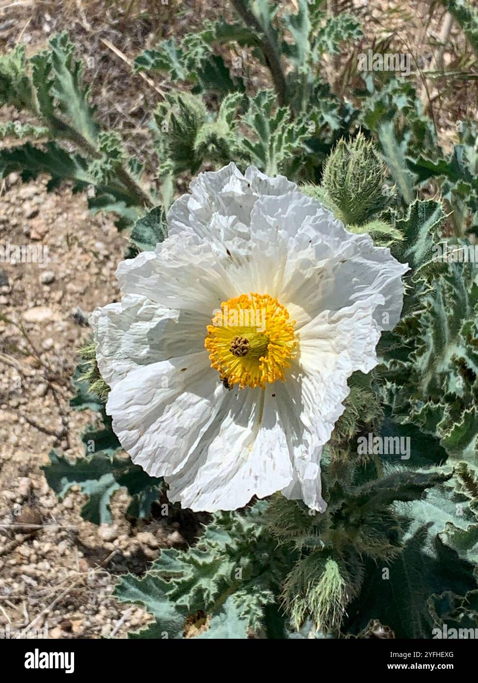 flatbud prickly poppy (Argemone munita Stock Photo - Alamy