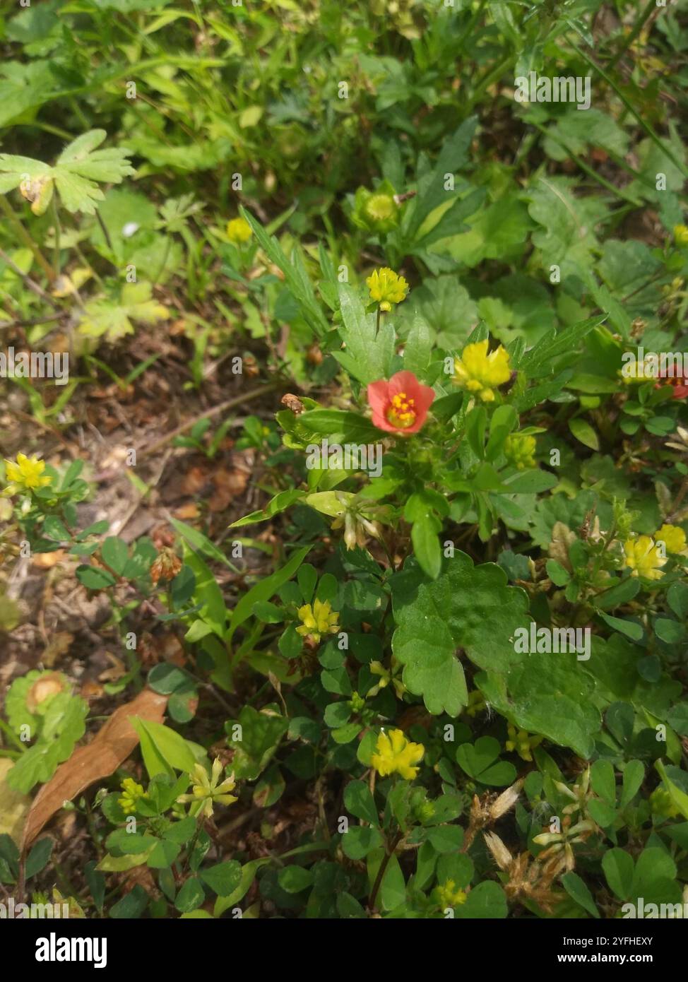 Carolina Bristlemallow (Modiola caroliniana Stock Photo - Alamy