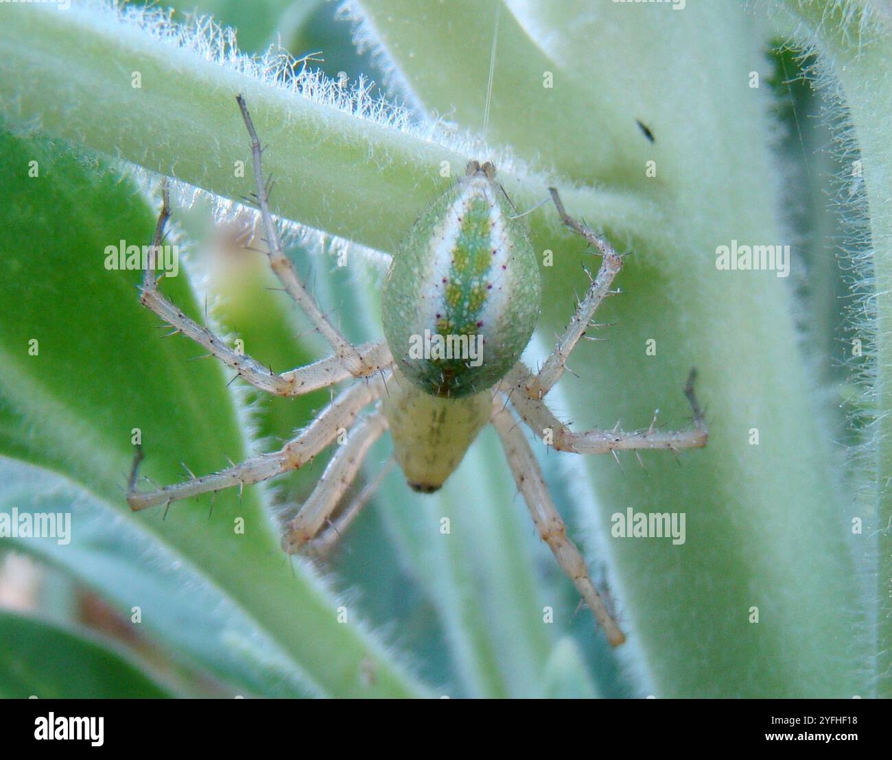 Green Lynx Spiders (Peucetia Stock Photo - Alamy