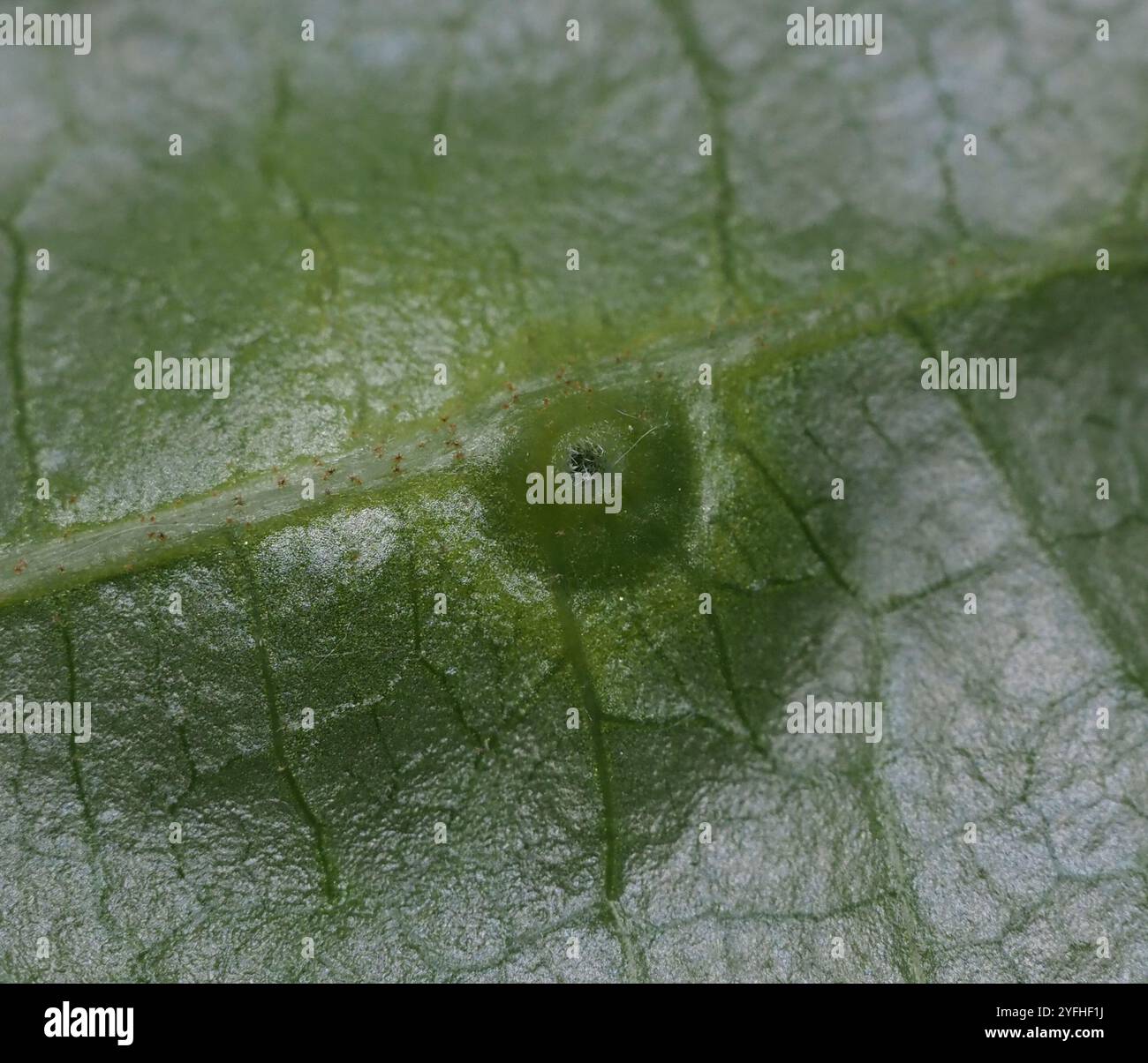 Witch-hazel Cone Gall Aphid (Hormaphis hamamelidis Stock Photo - Alamy