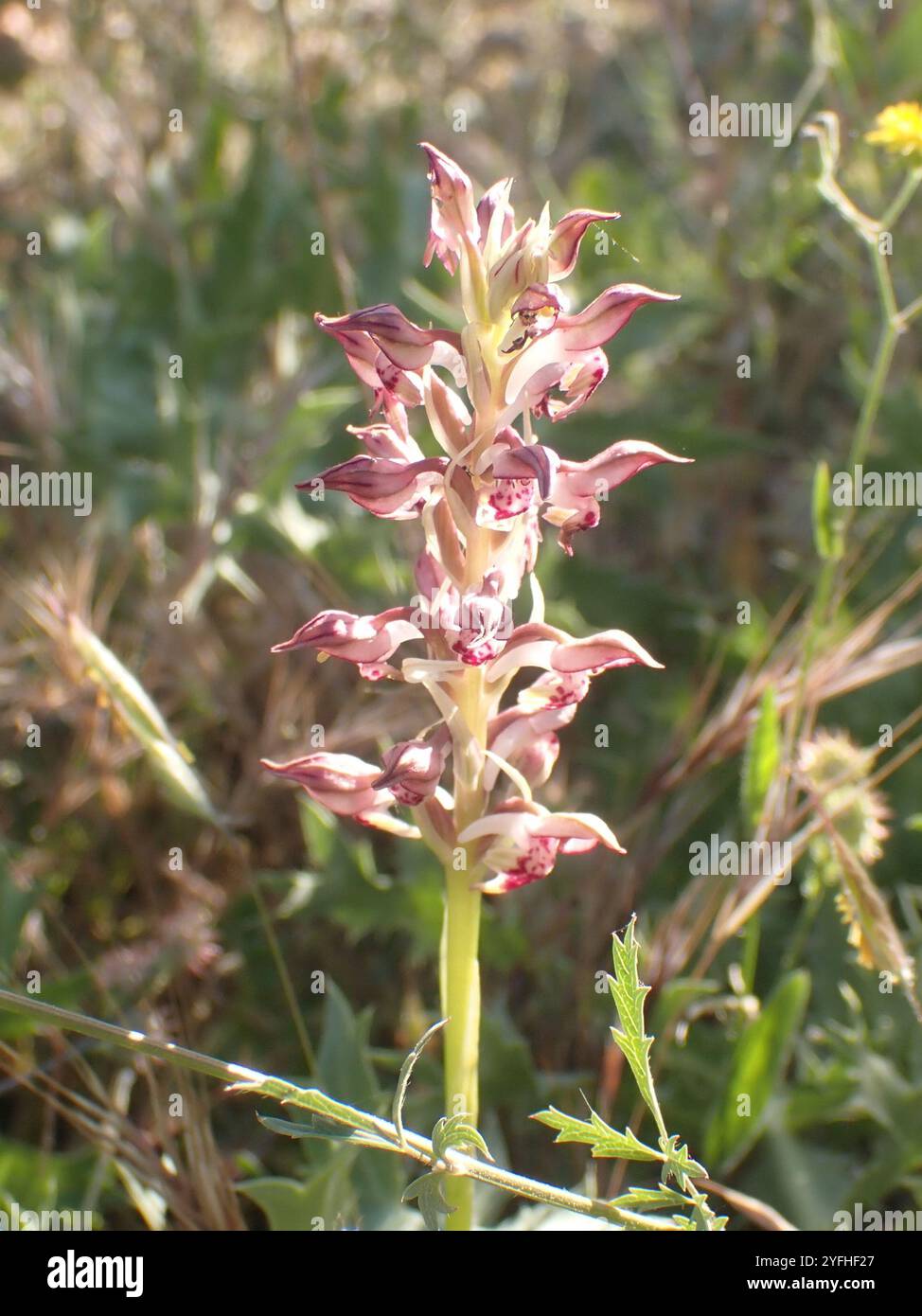 Scented Orchid (Anacamptis coriophora fragrans Stock Photo - Alamy