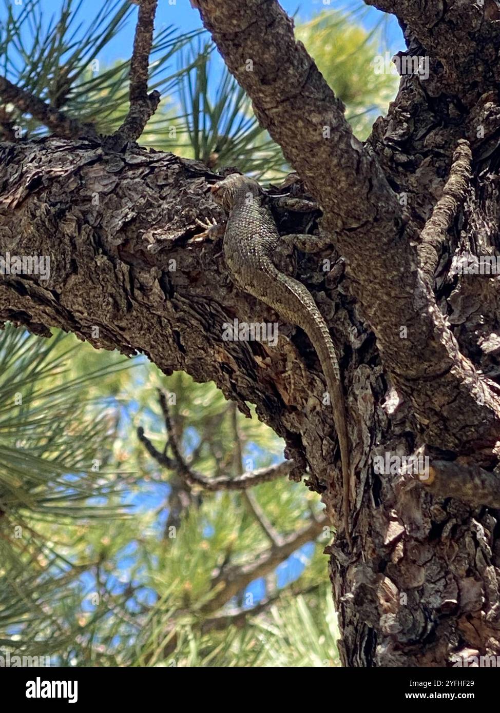 Prairie Lizard (Sceloporus consobrinus Stock Photo - Alamy