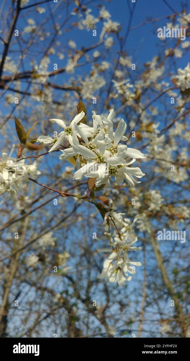 common serviceberry (Amelanchier arborea Stock Photo - Alamy