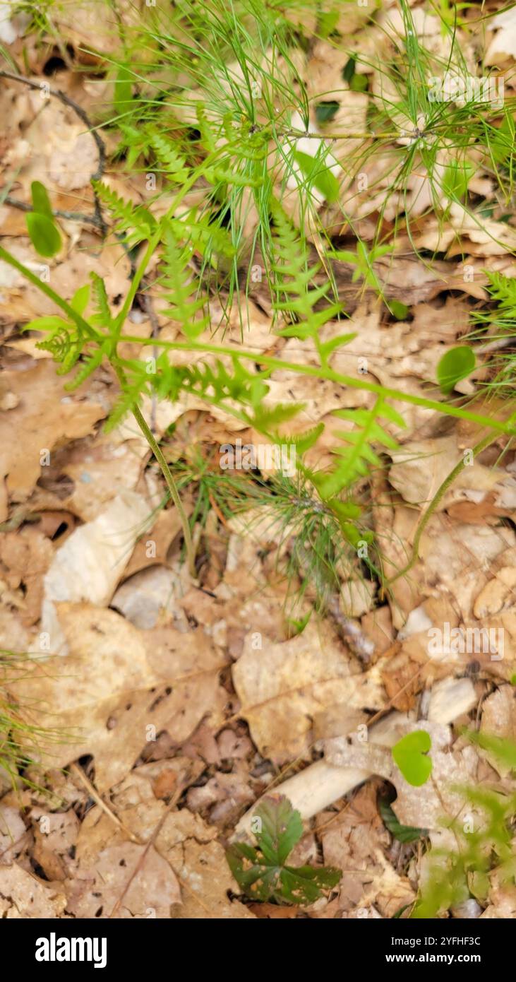 eagle fern (Pteridium aquilinum latiusculum Stock Photo - Alamy