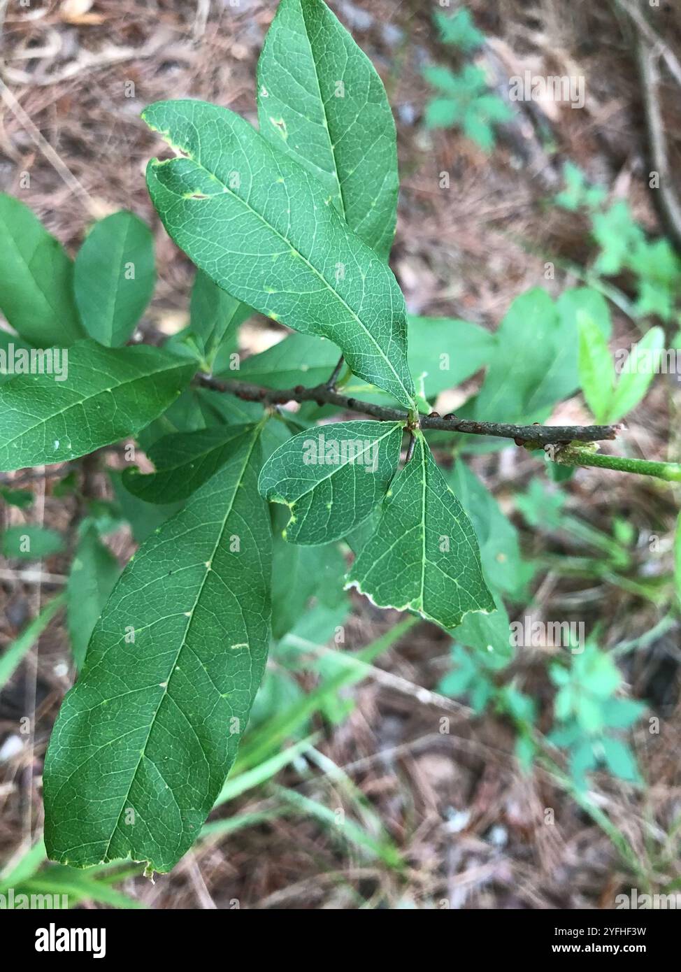 Buckthorn Bully (Sideroxylon lycioides Stock Photo - Alamy