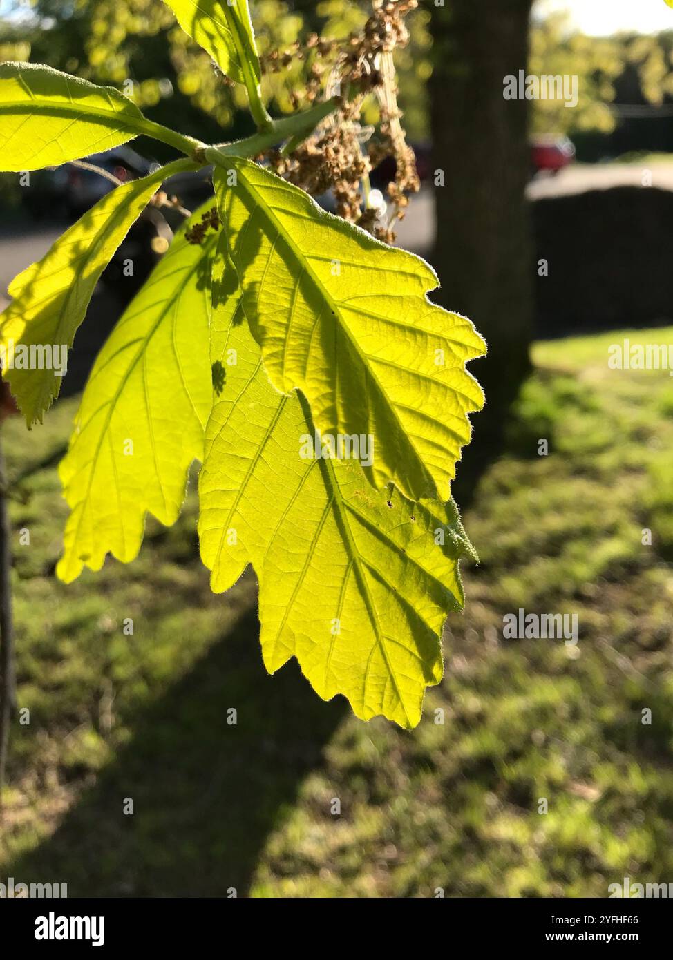 swamp white oak (Quercus bicolor Stock Photo - Alamy