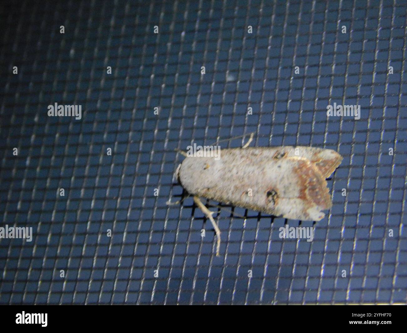 Cutworm Moths and Allies (Noctuidae Stock Photo - Alamy