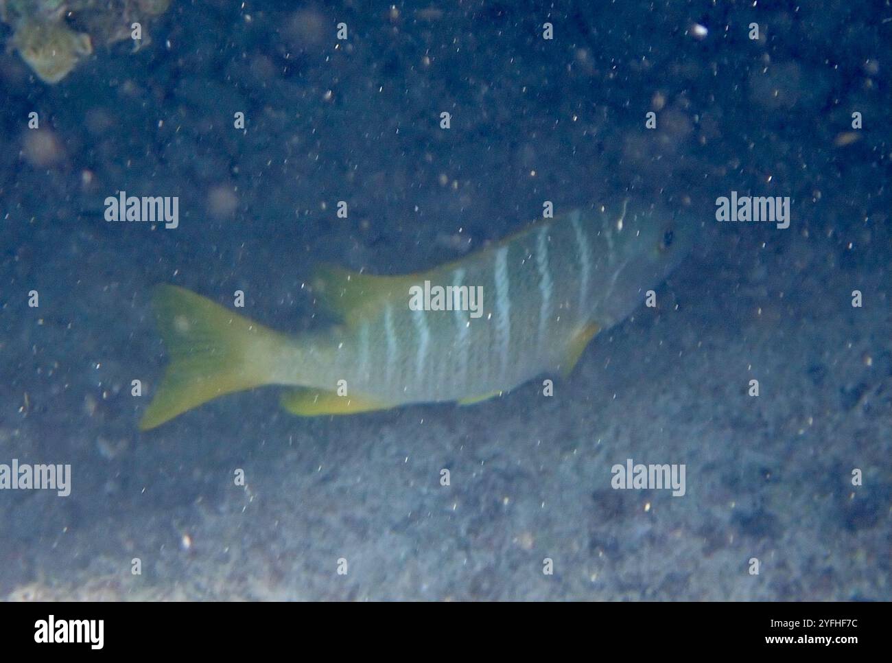 Schoolmaster Snapper (Lutjanus apodus Stock Photo - Alamy