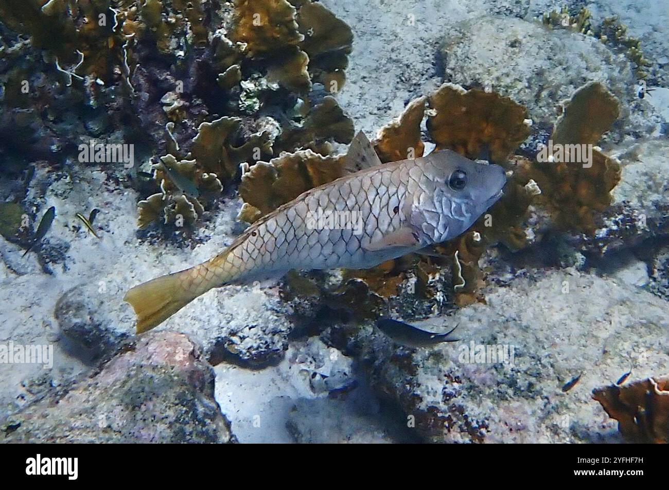 Yellowtail Parrotfish (Sparisoma rubripinne Stock Photo - Alamy