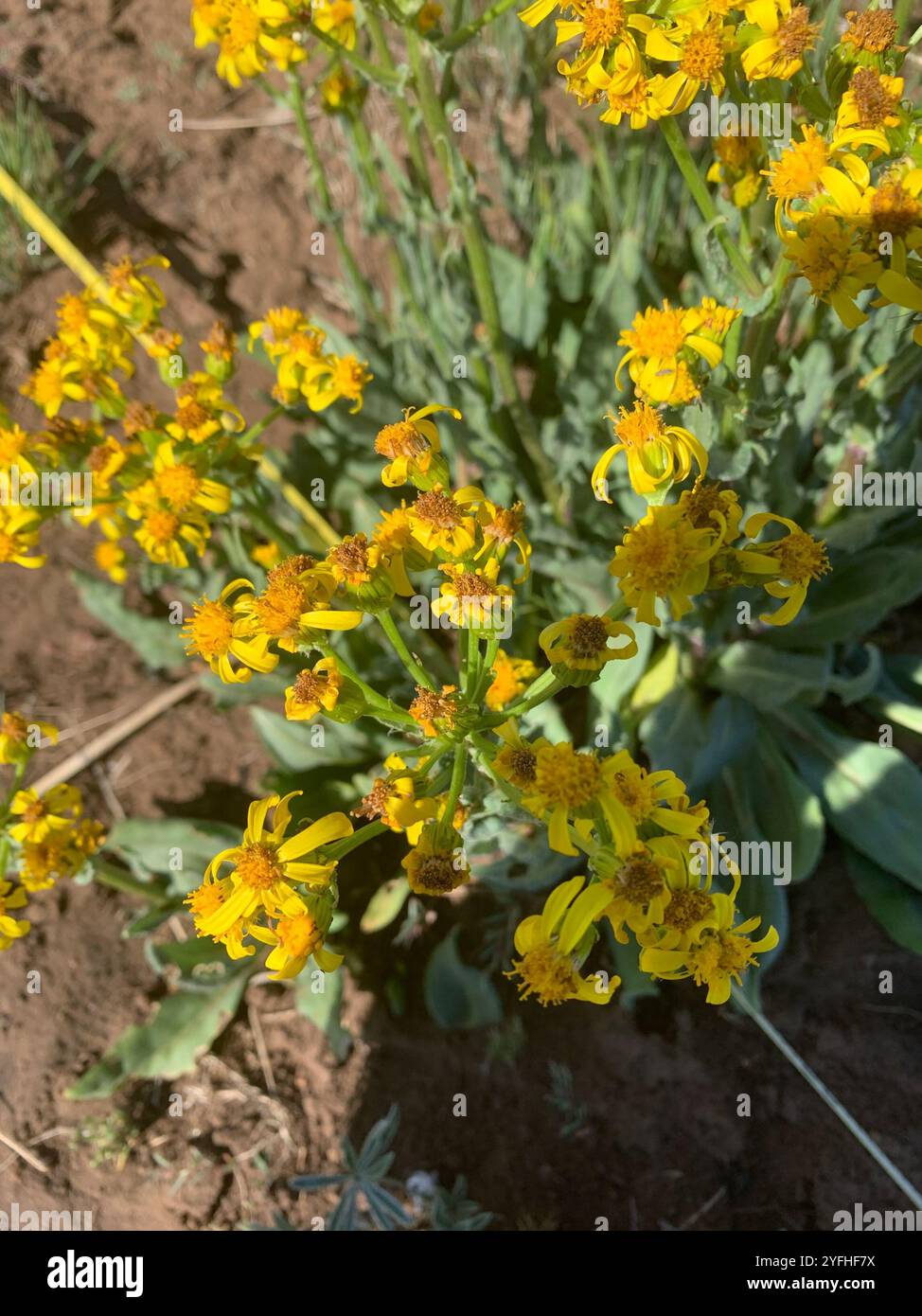 Tall western groundsel hi-res stock photography and images - Alamy