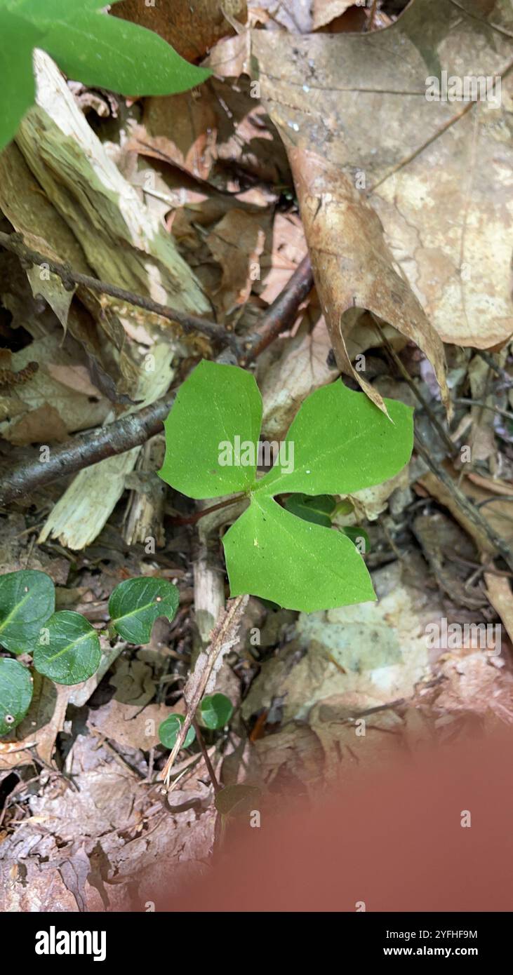 three-leaved rattlesnake root (Nabalus trifoliolatus Stock Photo - Alamy