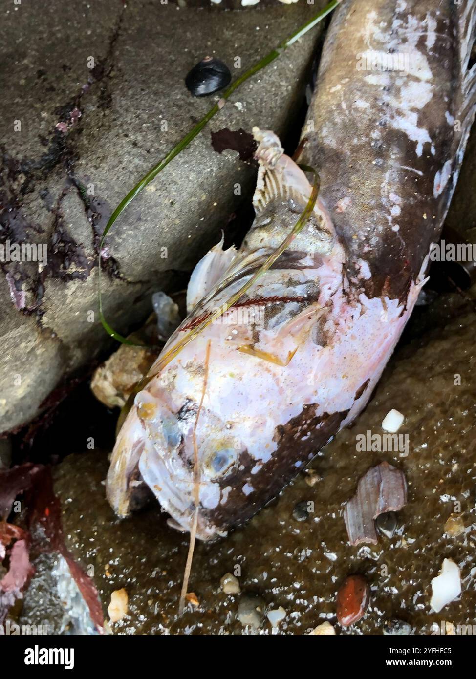 Plainfin hi-res stock photography and images - Alamy