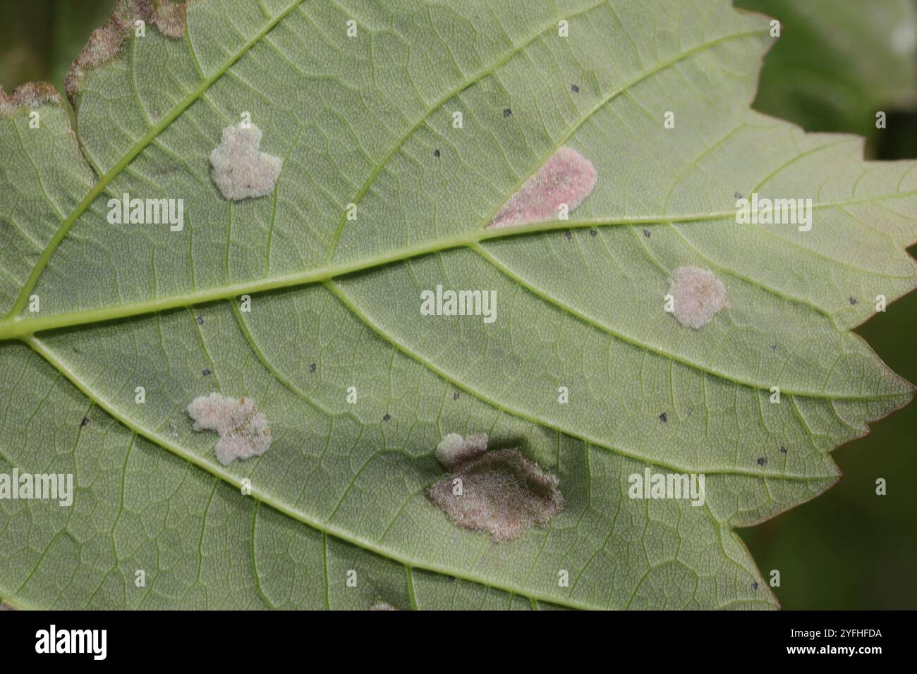 Sycamore Felt Gall Mite (Aceria pseudoplatani Stock Photo - Alamy