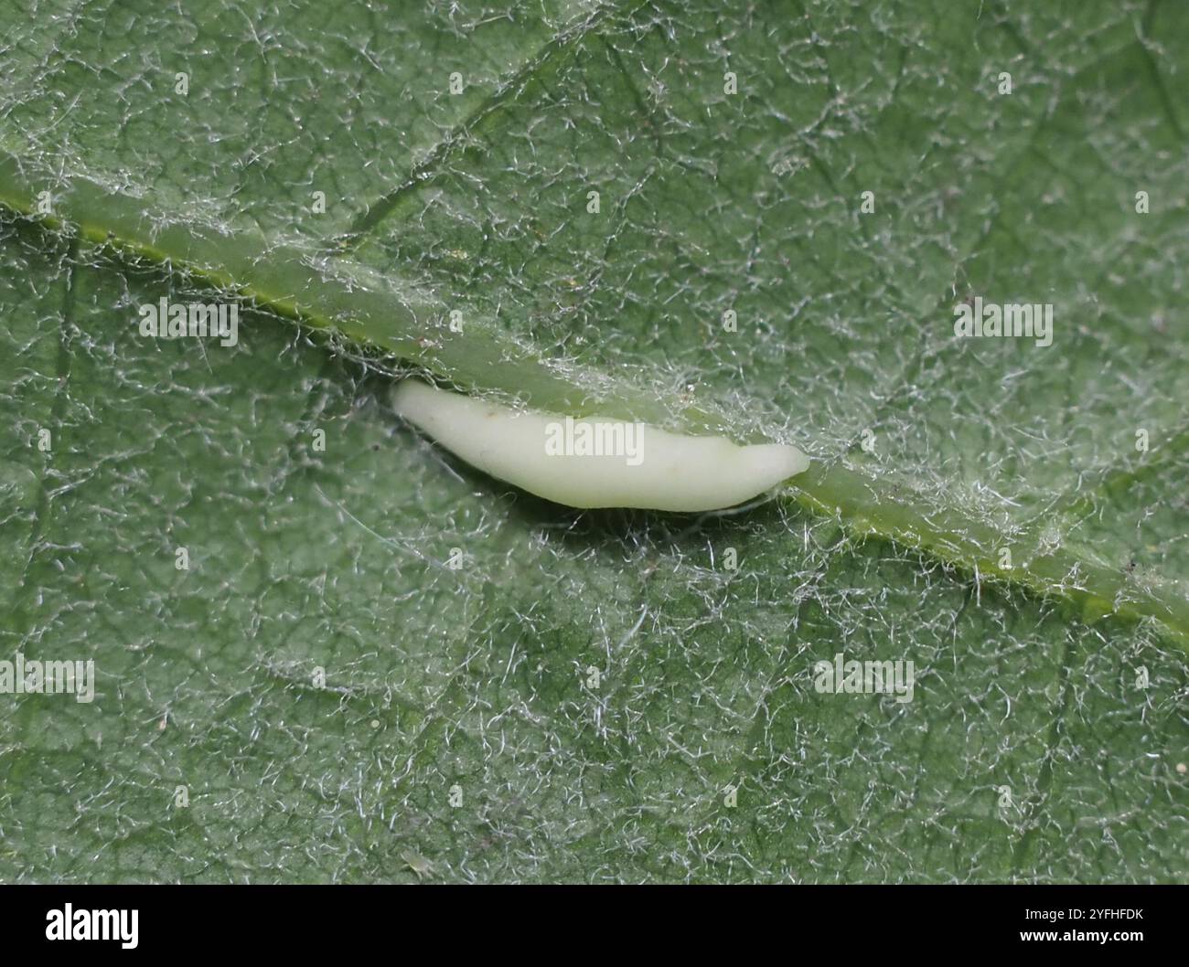 Oak Gall Wasps (Cynipini Stock Photo - Alamy